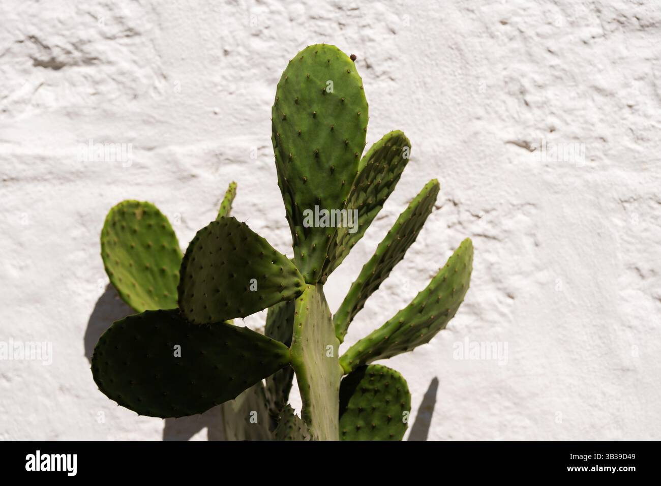 Cactus plant desert texture hi-res stock photography and images - Alamy