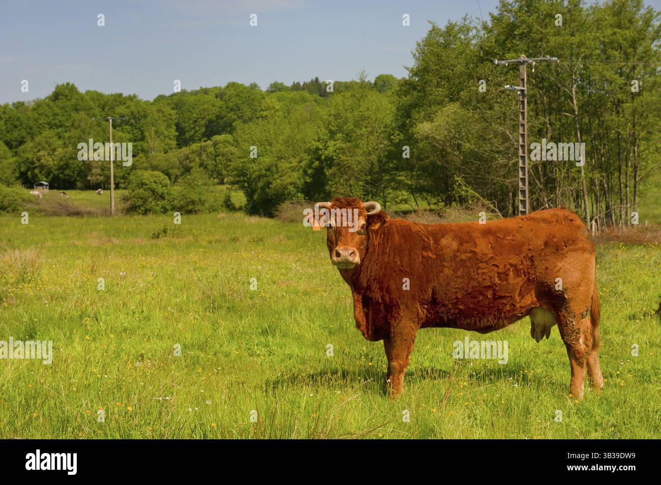 Brown Limousin cow as typical breed in France Stock Photo - Alamy
