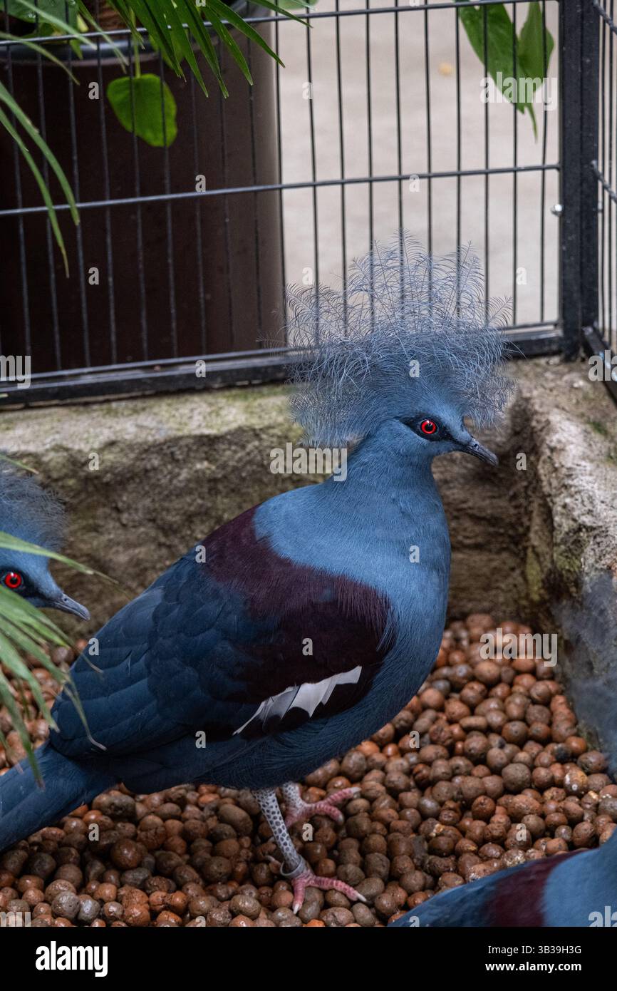 A beautiful Goura pigeon showing the beauty of its crest vertical Stock ...