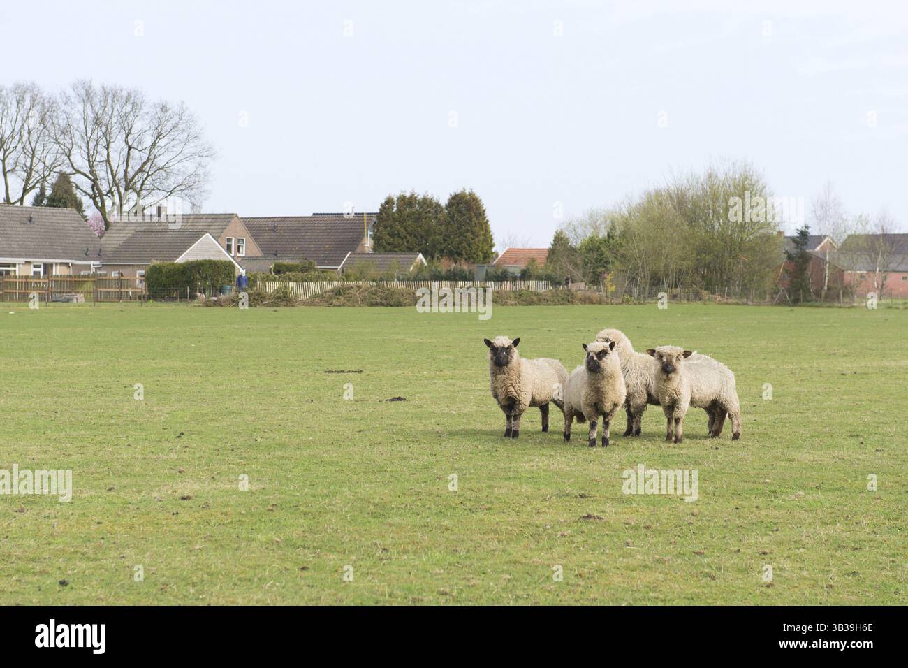 Sheep in Dutch landscape with farm houses Stock Photo - Alamy