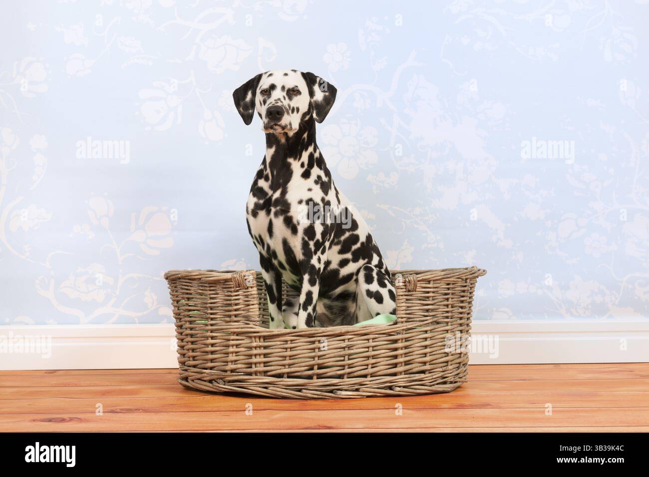 Pure breed Dalmatian dog sitting in animal bed Stock Photo - Alamy