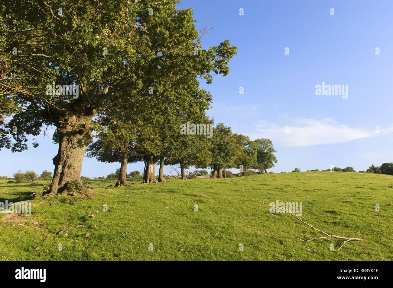 Landscape trees in empty hi-res stock photography and images - Alamy