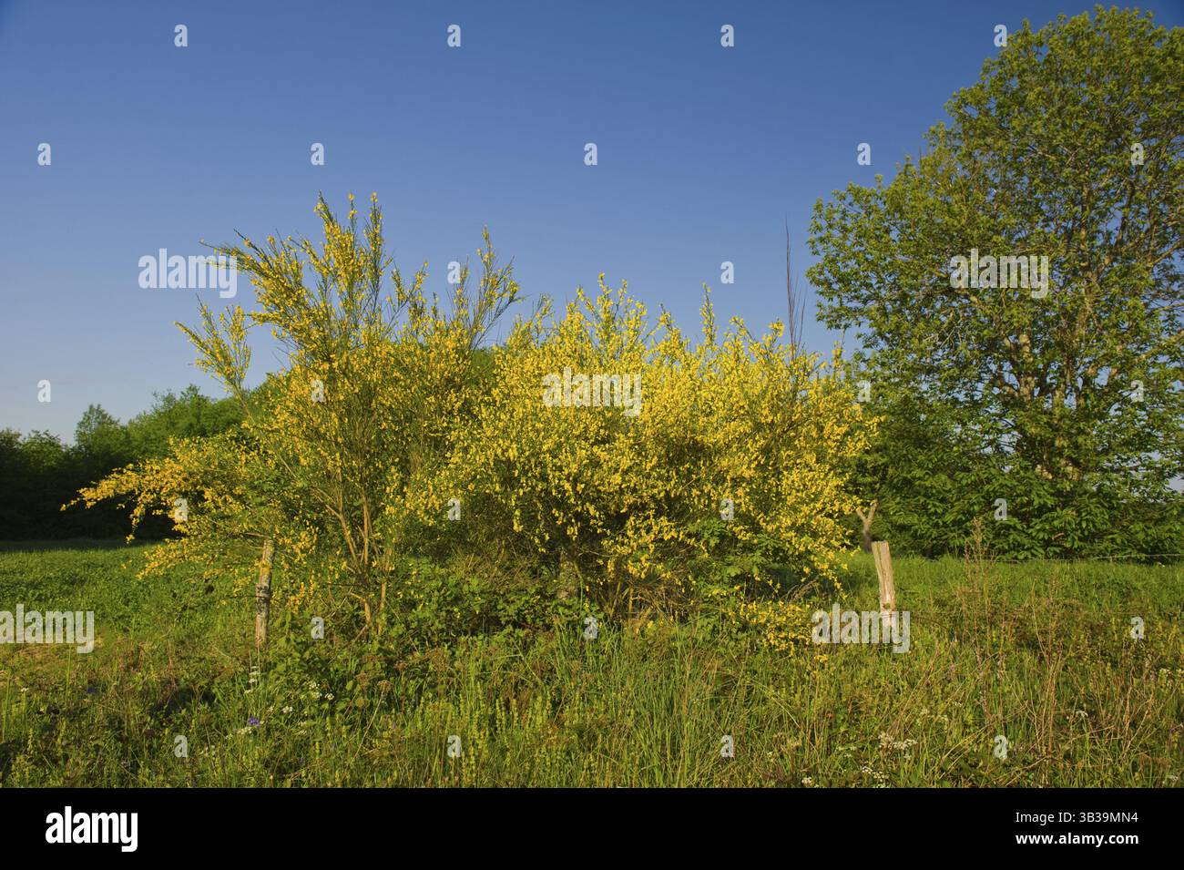 Bush of Common Broom in nature landscape Stock Photo - Alamy