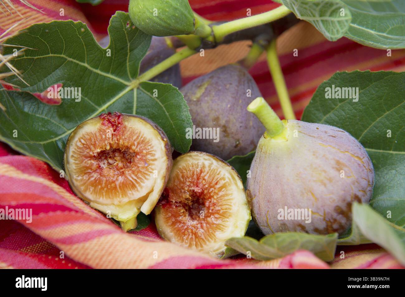 Still life outdoor in the sun with figs Stock Photo - Alamy