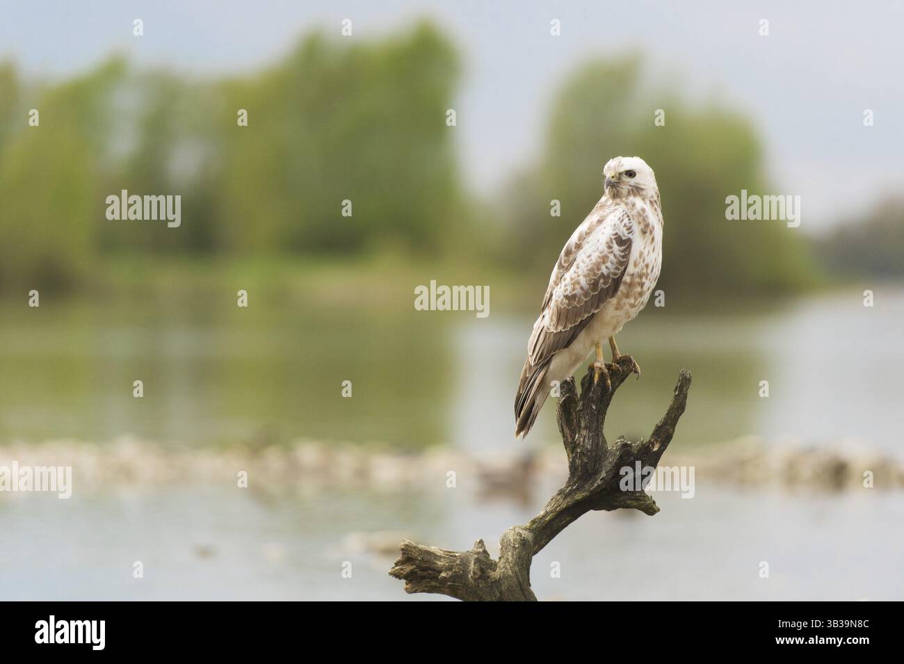 Blonde in the wild hi-res stock photography and images - Alamy