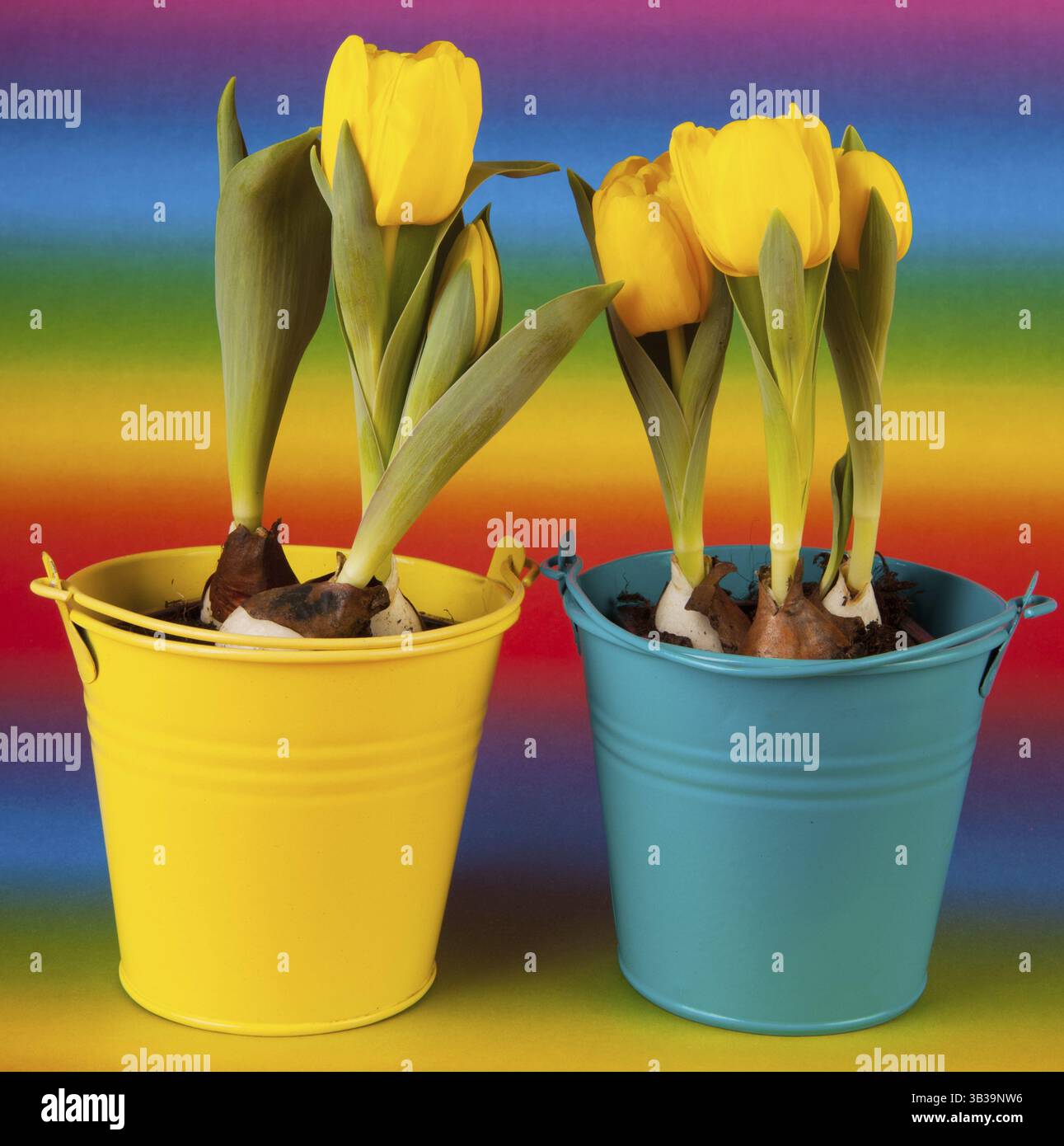 Yellow tulips in buckets on rainbow background Stock Photo - Alamy