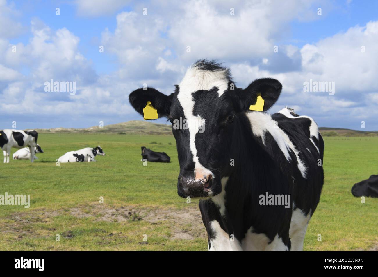 Dutch cows in green meadows Stock Photo - Alamy