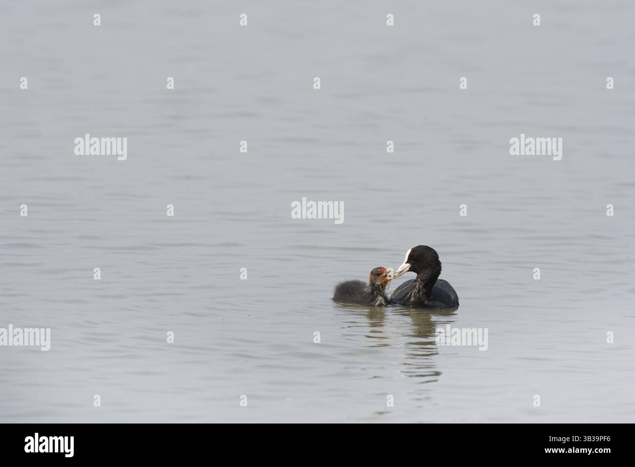Eurasian coot with young duckling feeding Stock Photo - Alamy