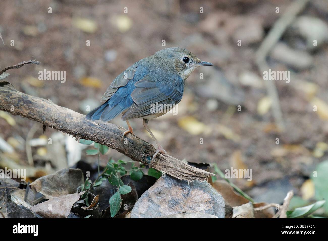 Siberian Blue Robin Stock Photo - Alamy