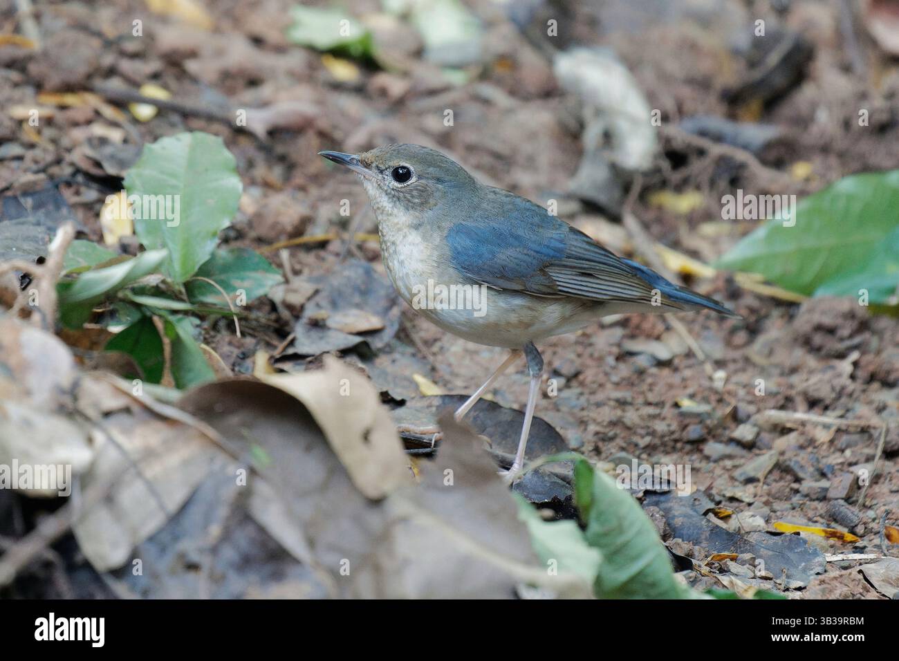 Robin like birds hi-res stock photography and images - Alamy