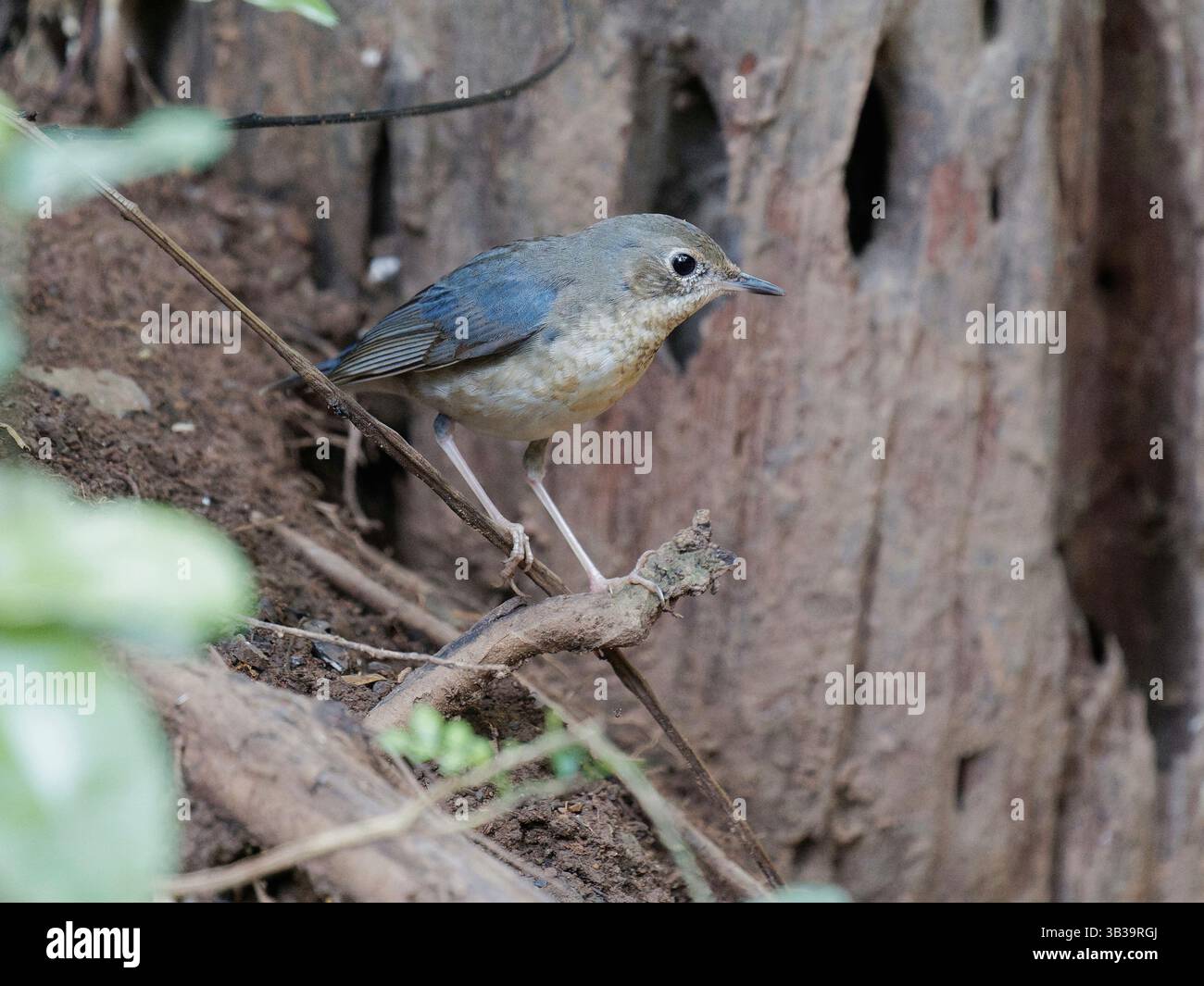 Siberian Blue Robin Stock Photo - Alamy