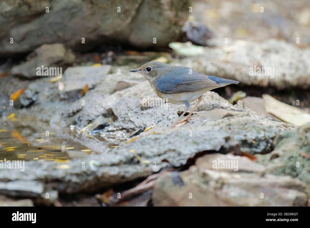 Siberian Blue Robin Stock Photo - Alamy