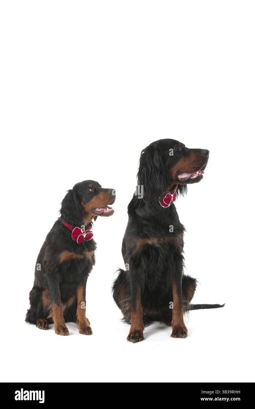 Party insect Cut Out Stock Images & Pictures - Alamy