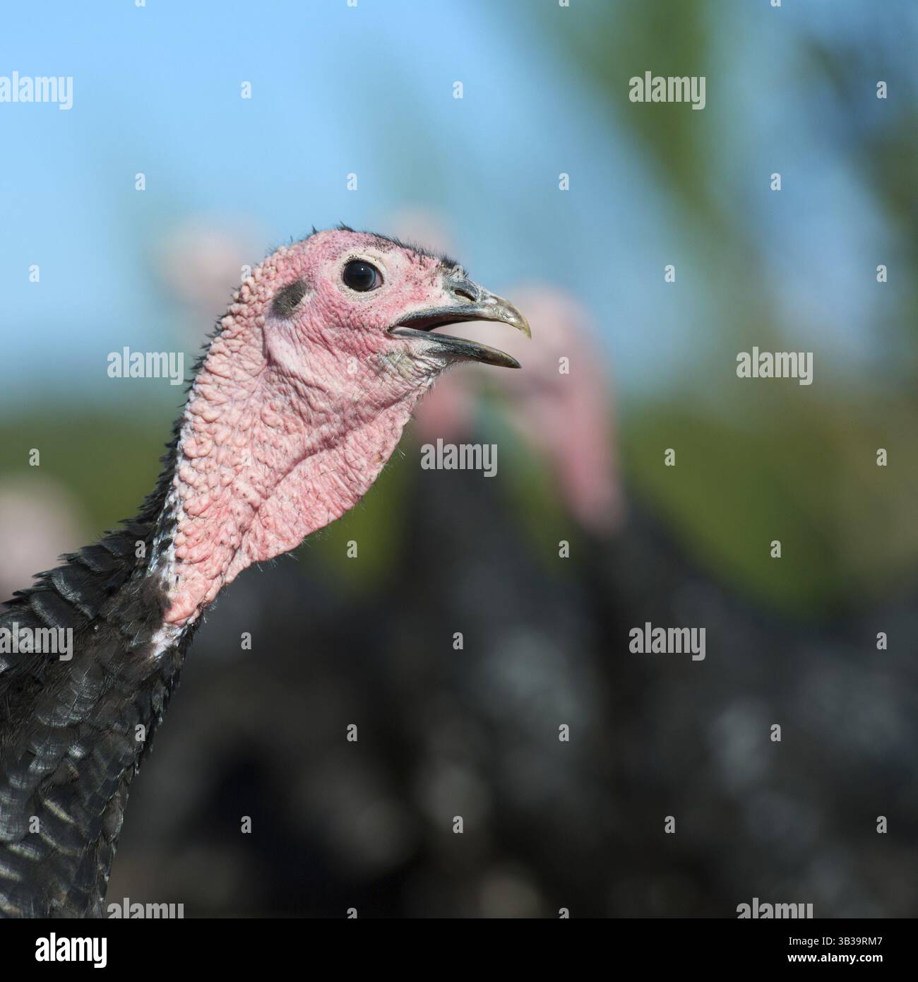 Many turkeys outdoor at the farm Stock Photo - Alamy
