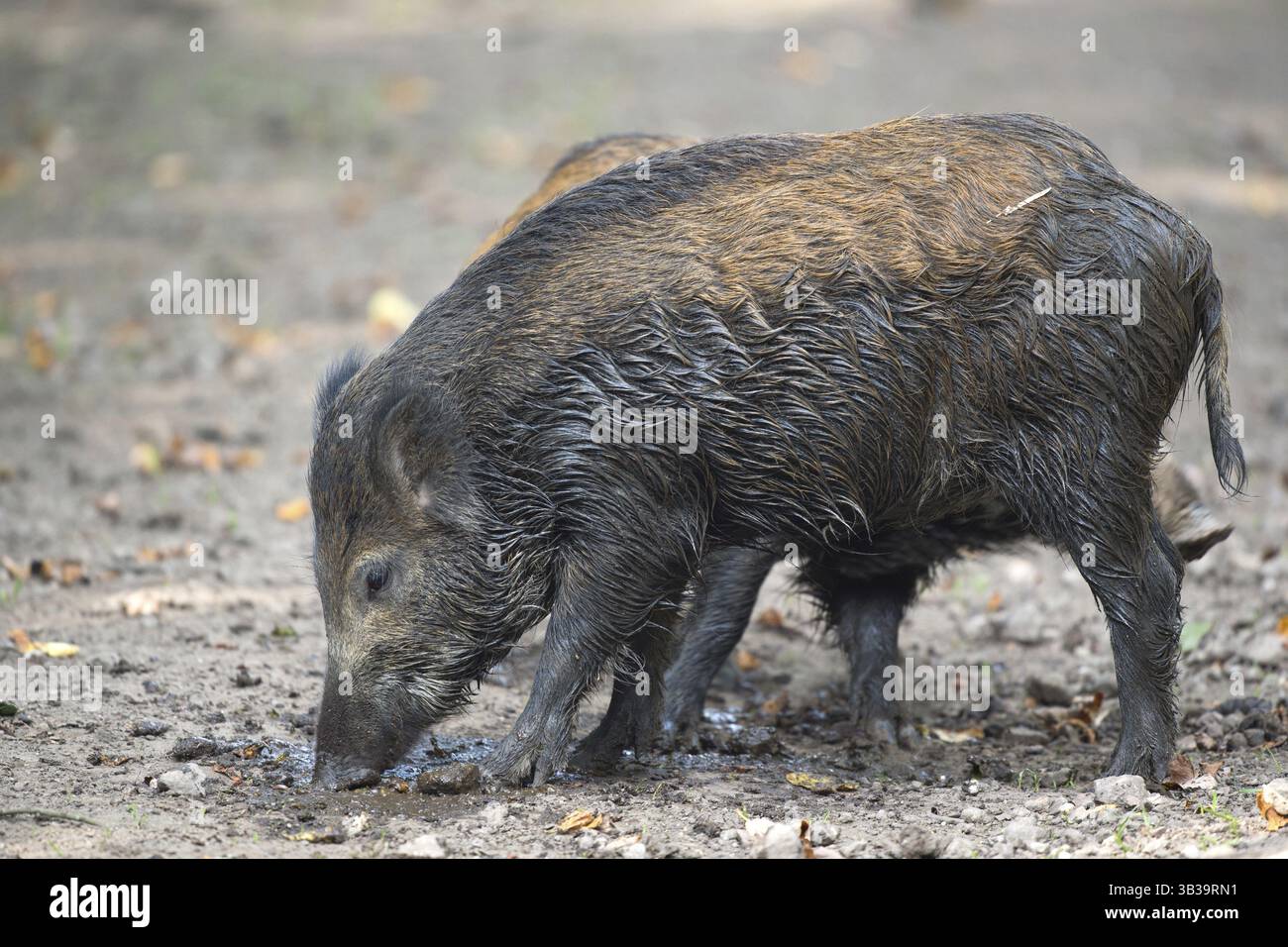 Wild boar pig in nature Stock Photo - Alamy