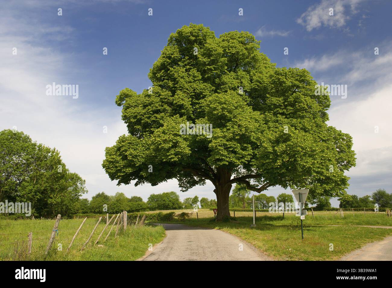 Big beautiful chestnut tree in agriculture landscape Stock Photo - Alamy