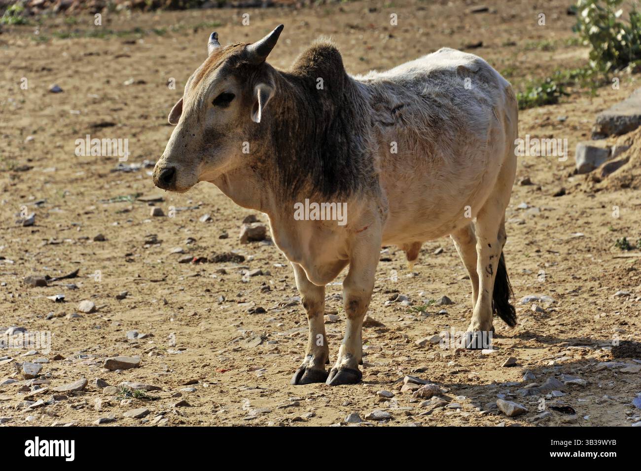Jaipur, Rajasthan, North India, India, Asia, A zebu stands alone on a ...