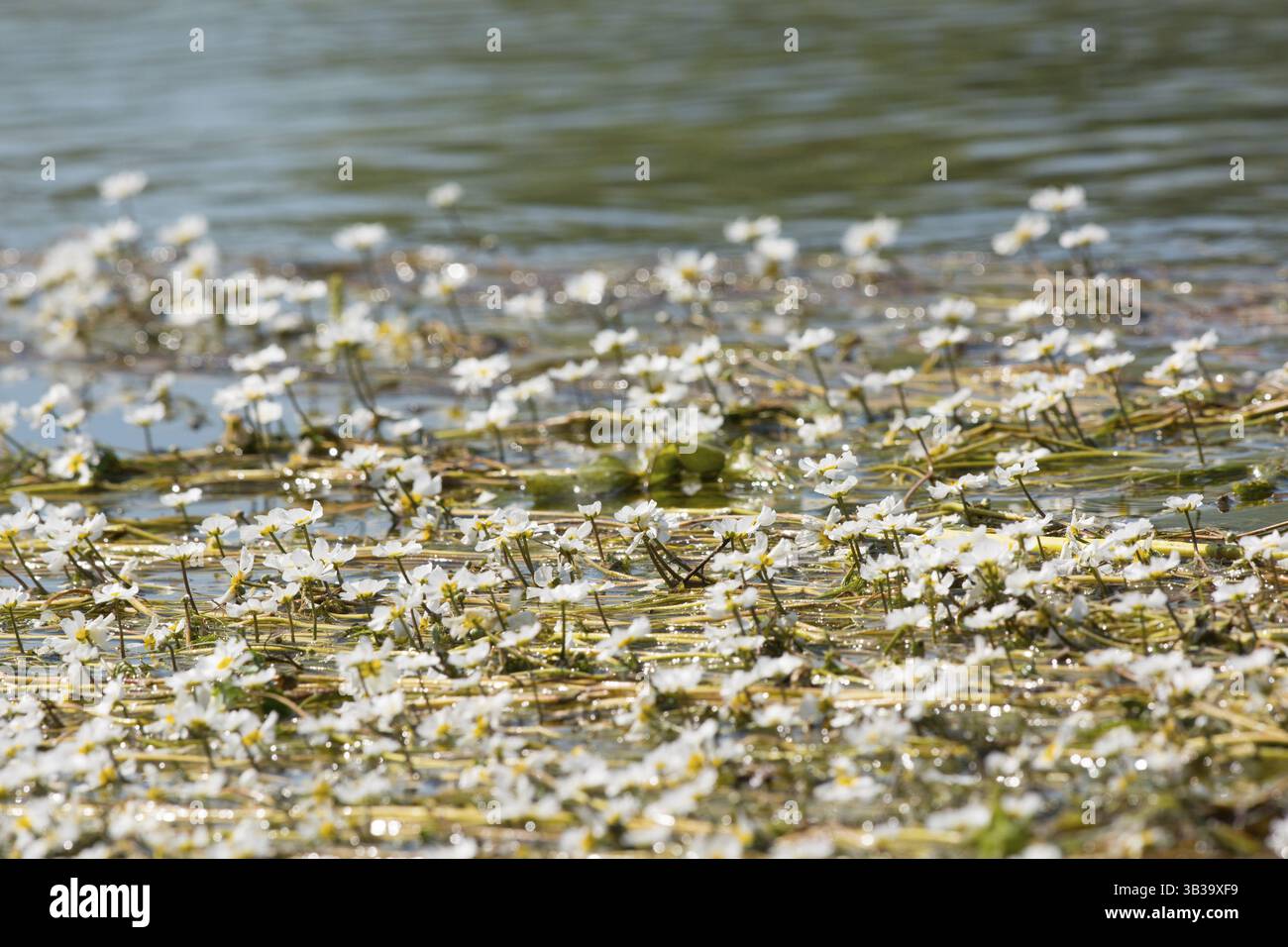 Common frogbit in water Stock Photo - Alamy
