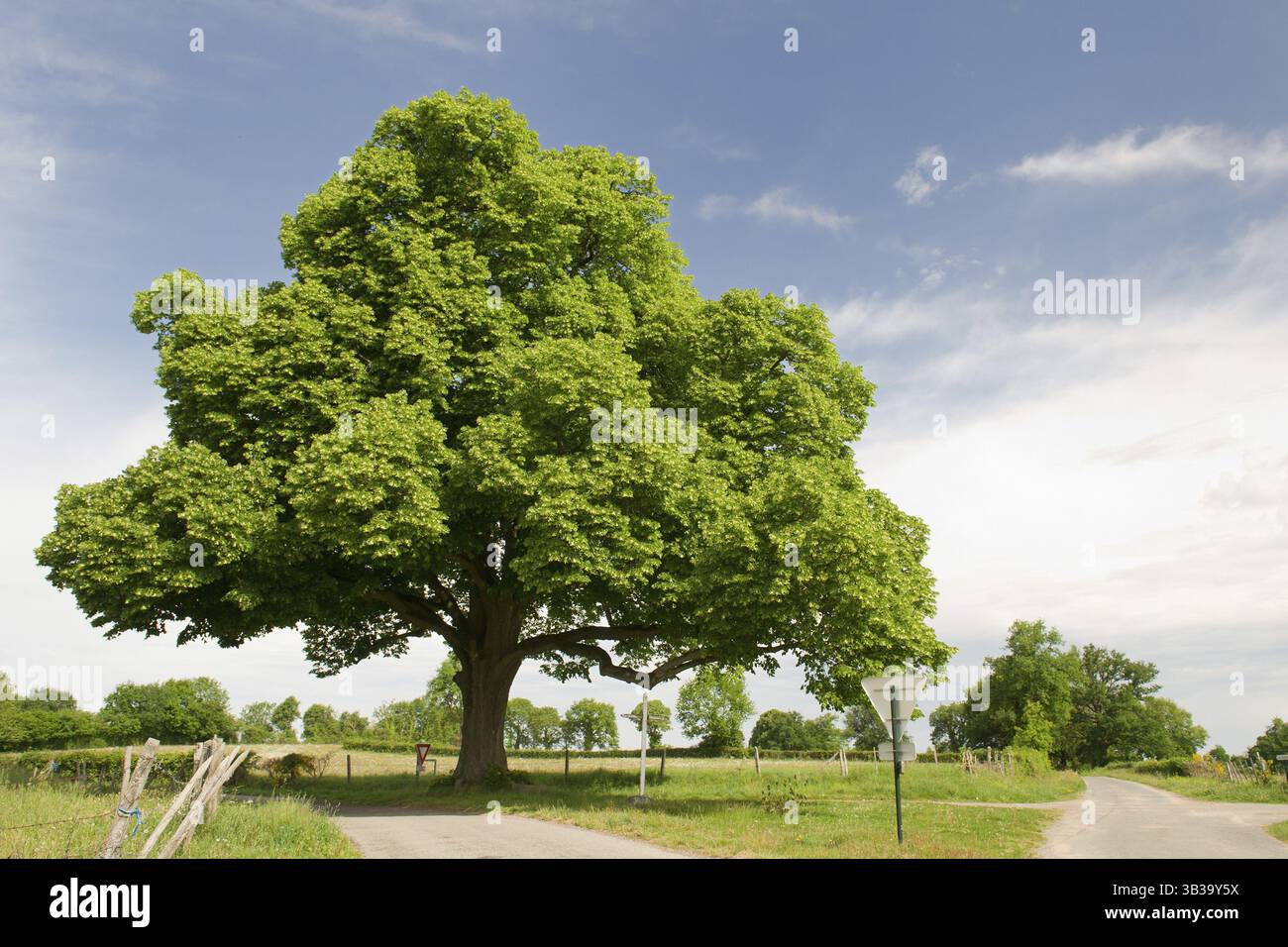 Big beautiful chestnut tree in agriculture landscape Stock Photo - Alamy