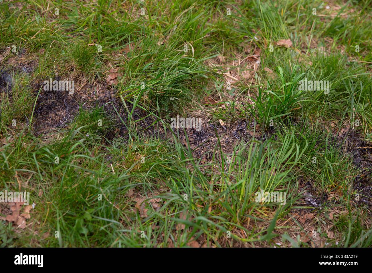 Lush green grass with patches of charred earth, showcasing the ...