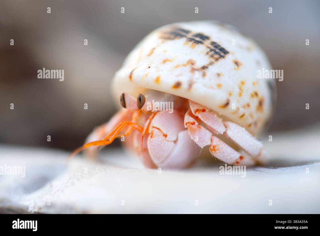 A small hermit crab (Paguroidea) with a light orange body and sharp ...