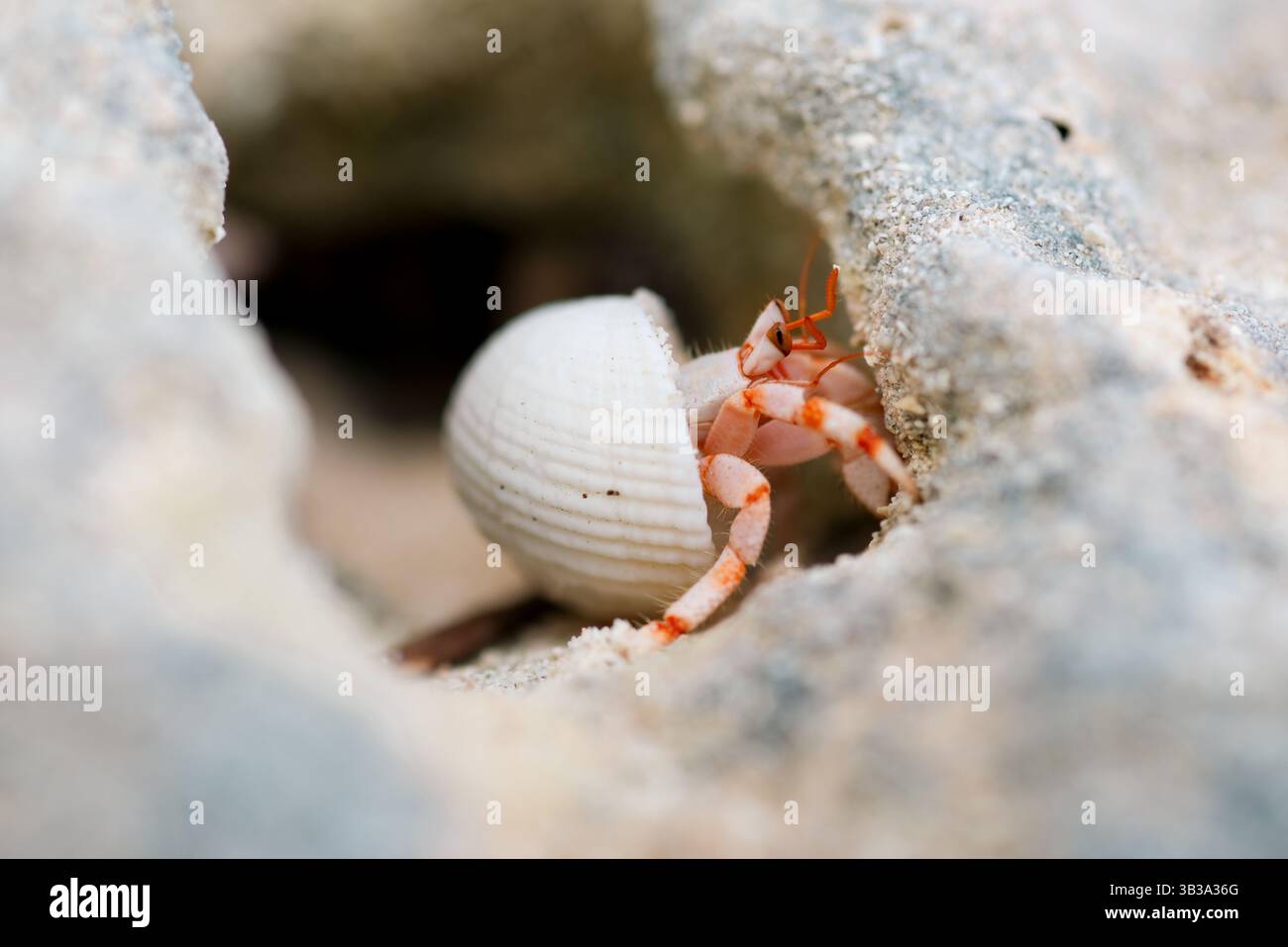 A small hermit crab (Paguroidea) with a light orange body and sharp ...