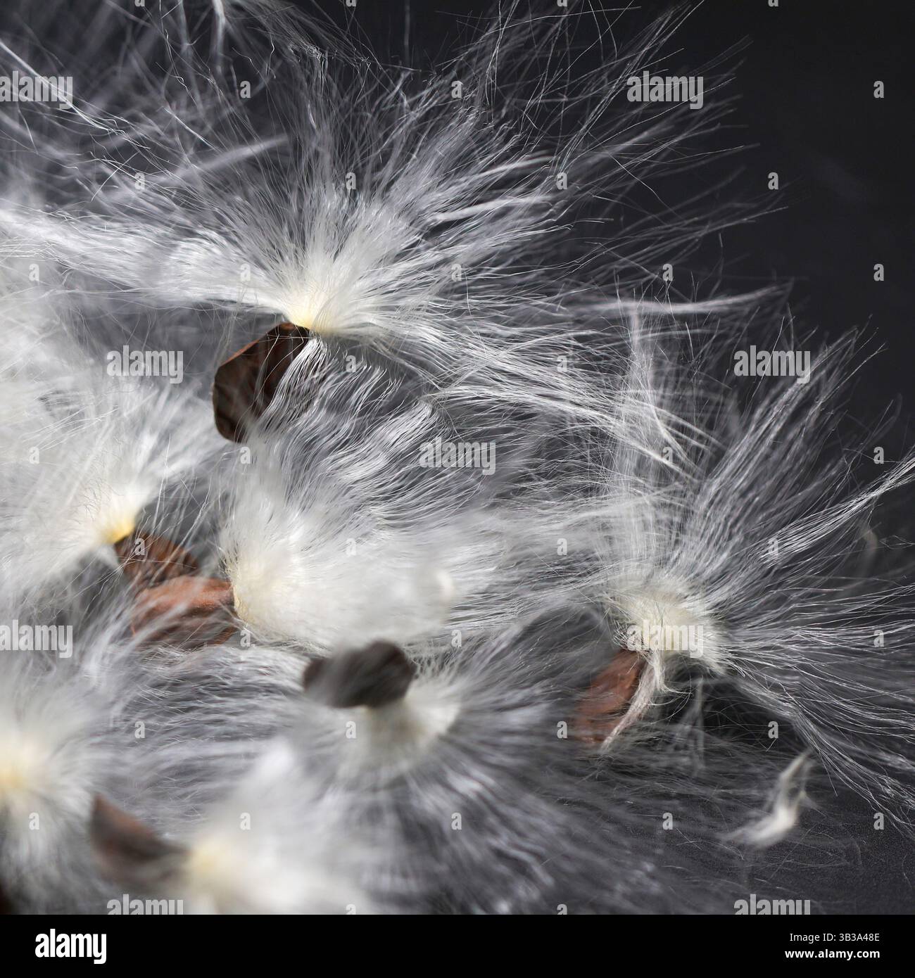 The Madagascar Jasmine seed with white fluffy filaments called ...