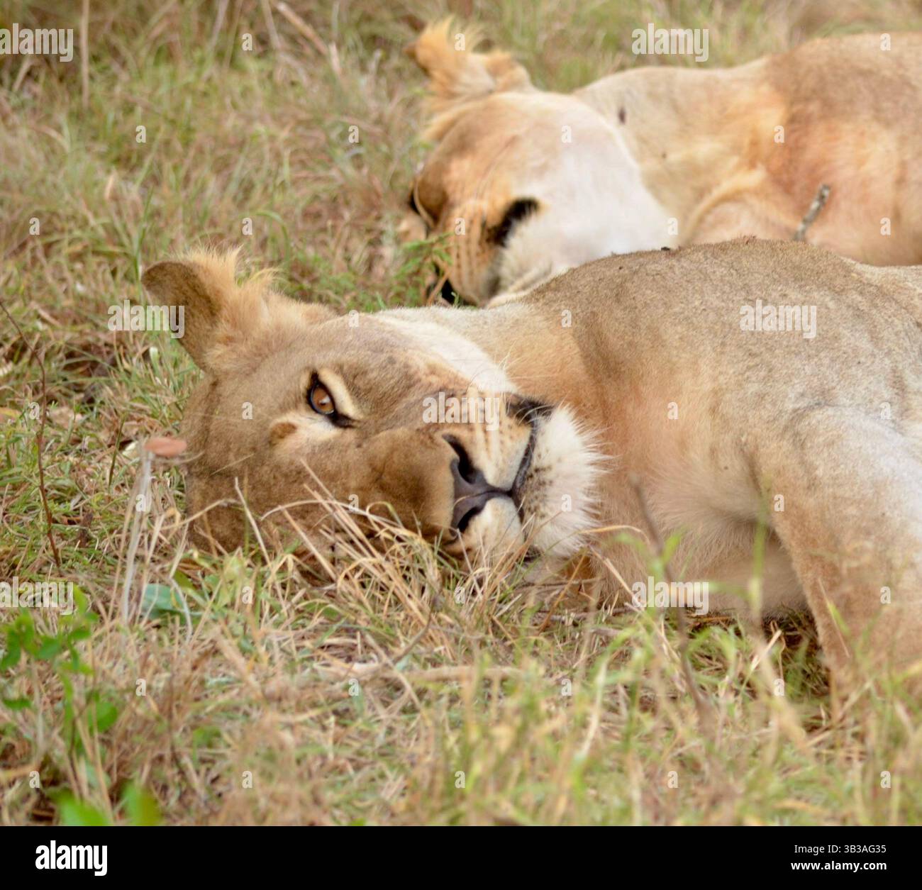 Sleeping eye open hi-res stock photography and images - Alamy