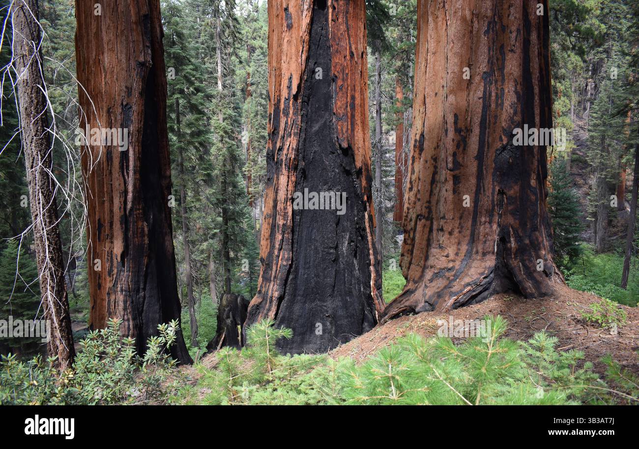 Charred trunks of giant trees in Sequoia National Park, showing ...
