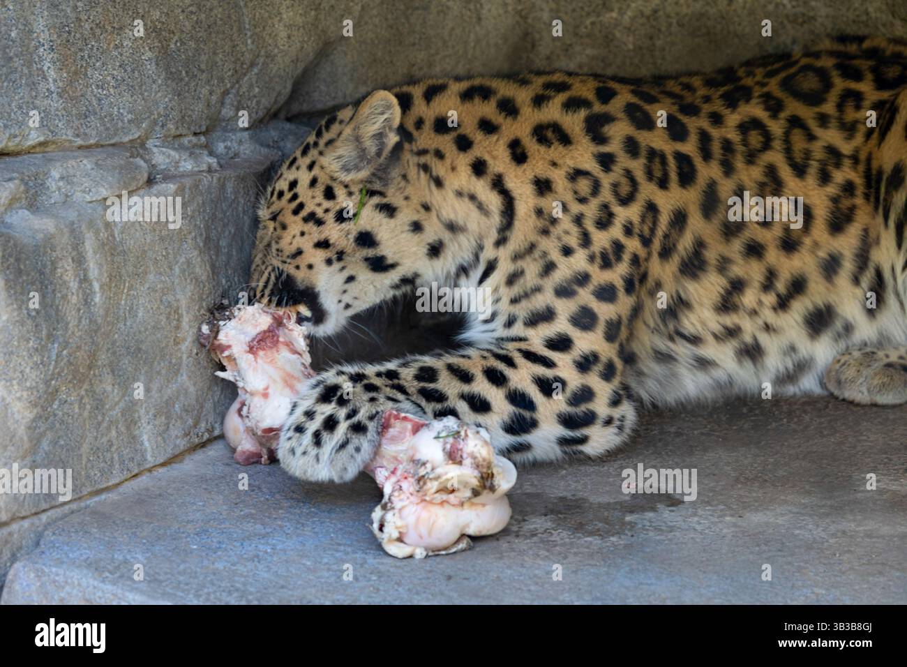 Leopard sleeping in tree branch hi-res stock photography and images - Alamy