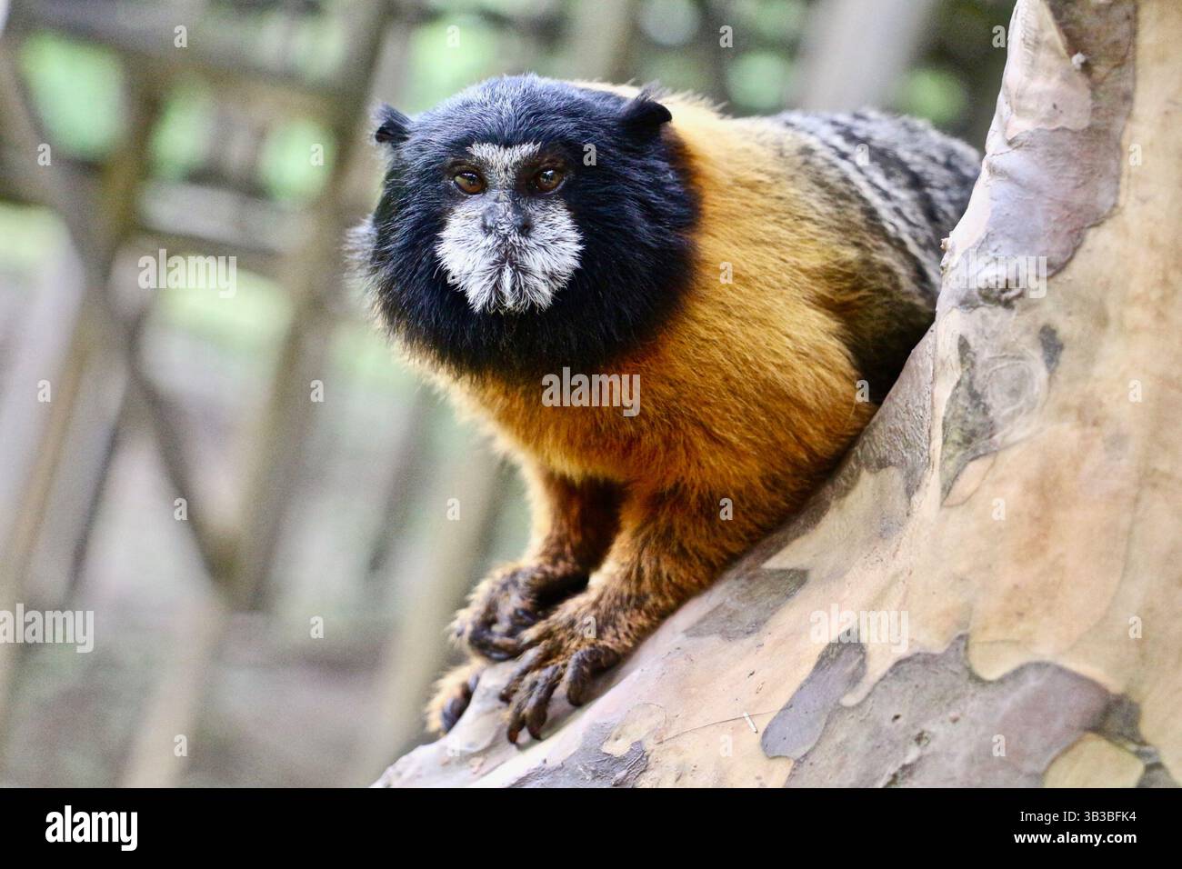 Isla de los monos monkey island hi-res stock photography and images - Alamy