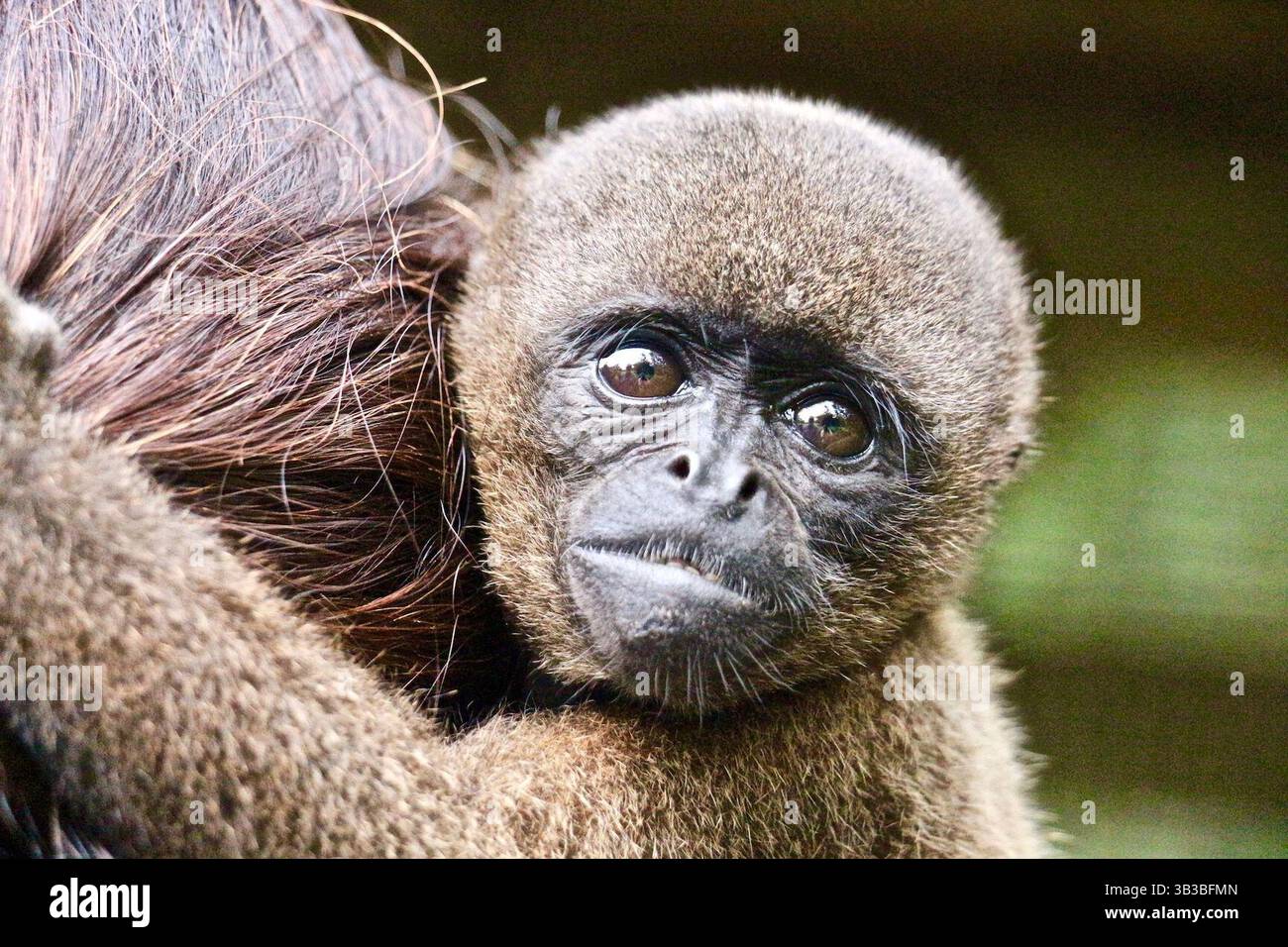 March 25, 2017 - Iquitos, Peru - Baby Woolly Monkey at La Isla De Los ...
