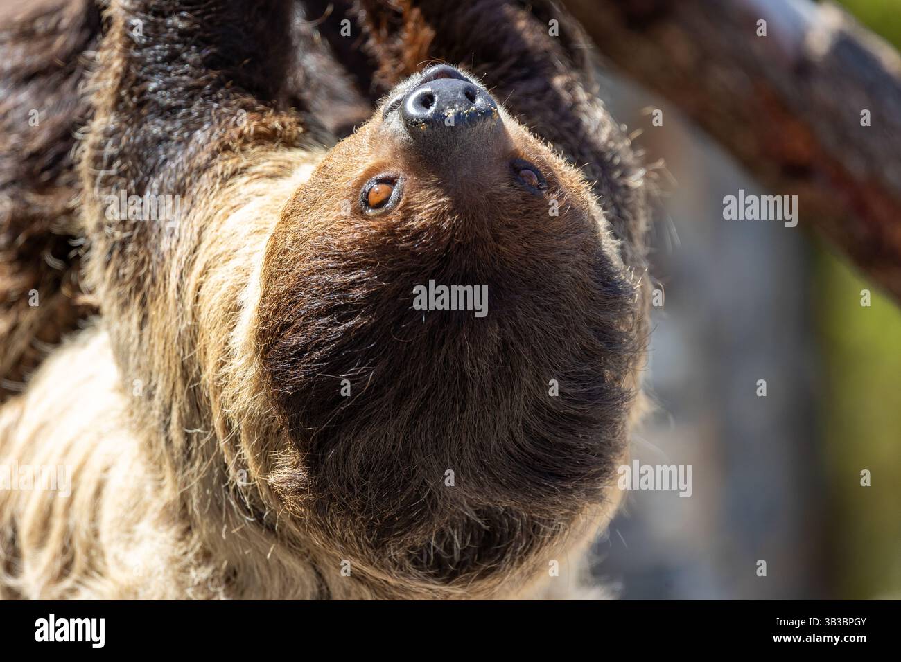 Closeup of a sloth hi-res stock photography and images - Alamy