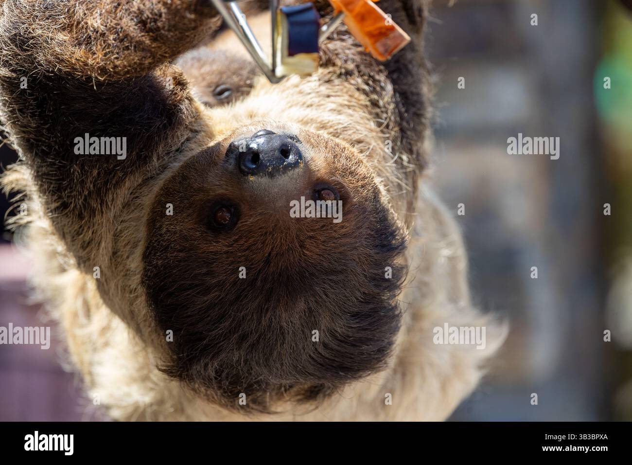 Sloth costa rica claw hi-res stock photography and images - Alamy
