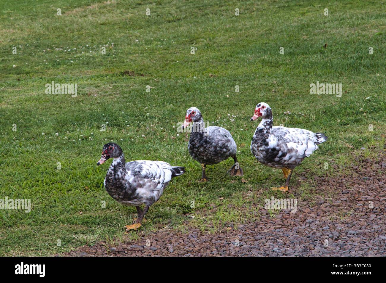 Three colorful muscovey ducks walking single file Stock Photo - Alamy