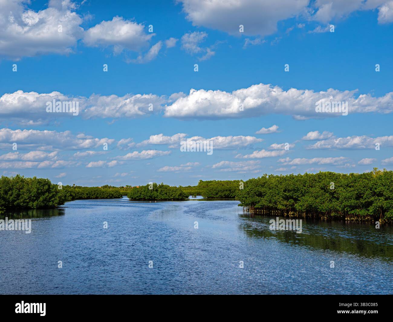 Mangrove bay florida hi-res stock photography and images - Alamy