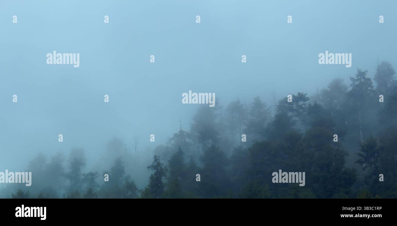 Fog scene in the forest Stock Photo - Alamy