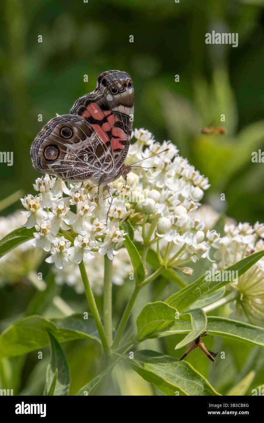 Symbiotic relationship of American lady butterfly (Vanessa virginiensis ...