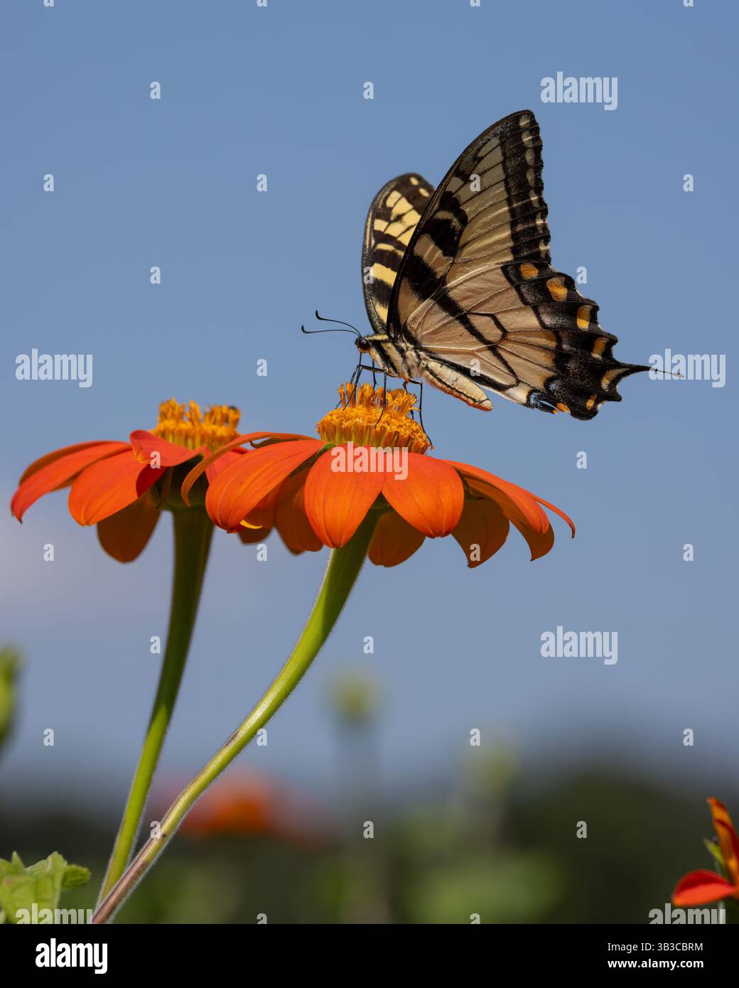 Mexican tiger flower hi-res stock photography and images - Alamy