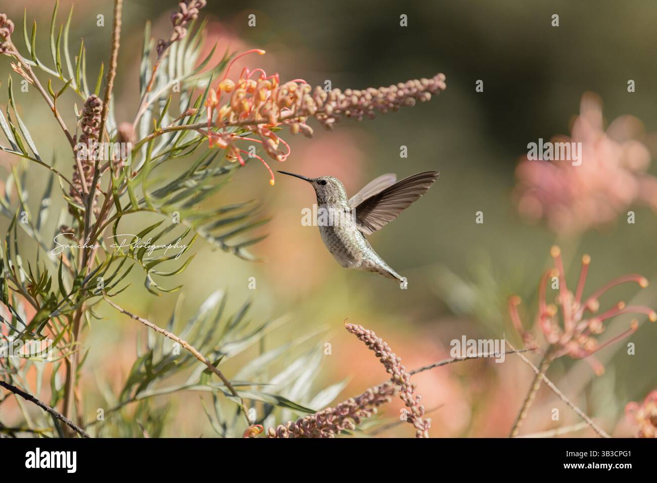 A hummingbird flying while feeding on the nectar of a flower in a ...