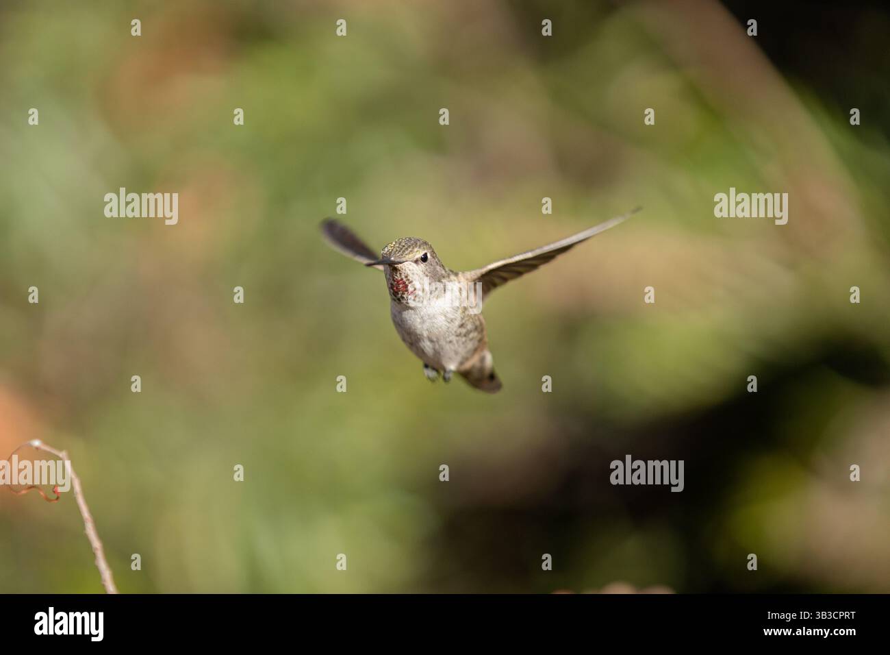 Santa Cruz, United States. 28th Apr, 2025. A hummingbird flying while ...