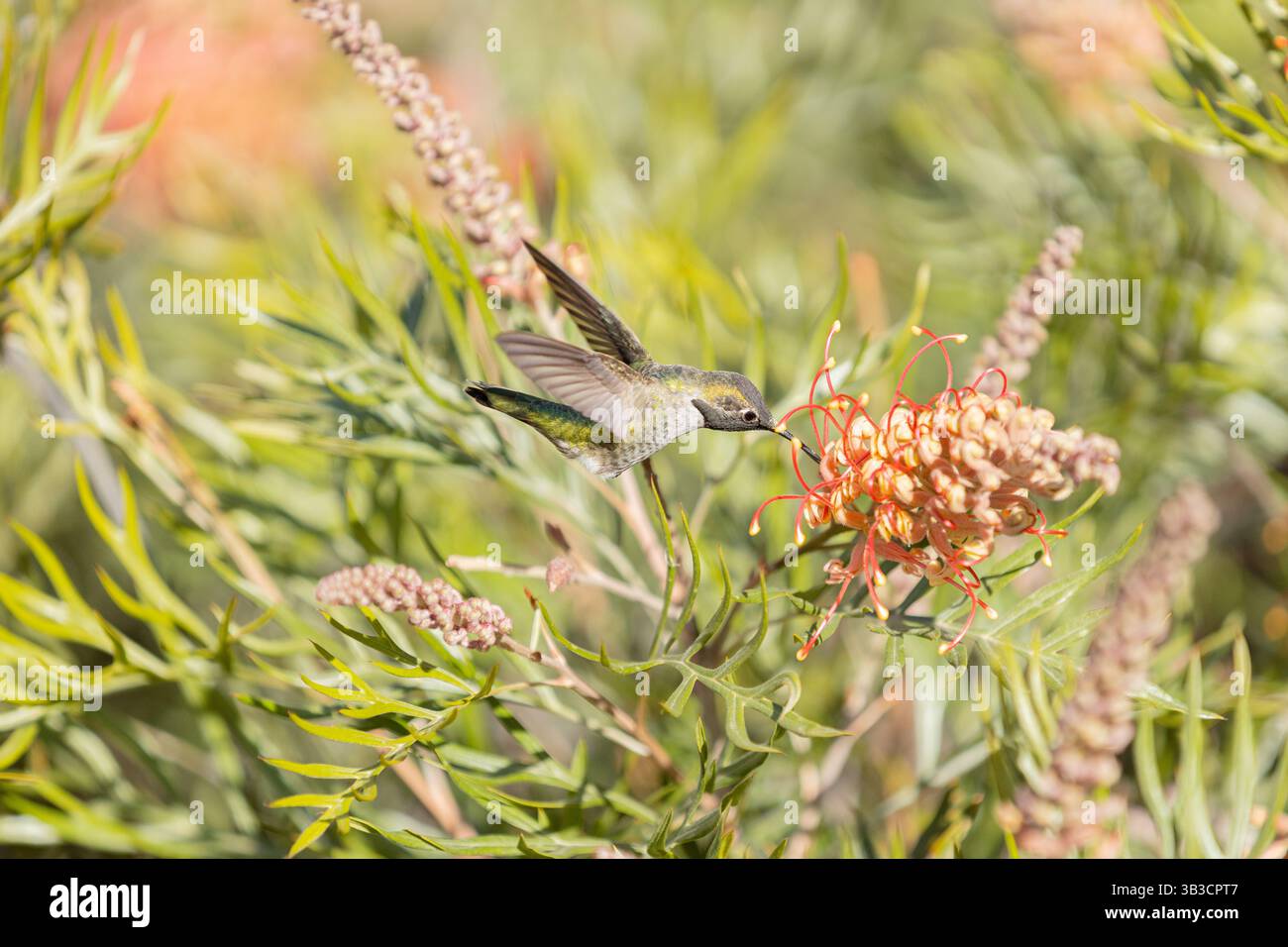 Santa Cruz, United States. 28th Apr, 2025. A hummingbird flying while ...