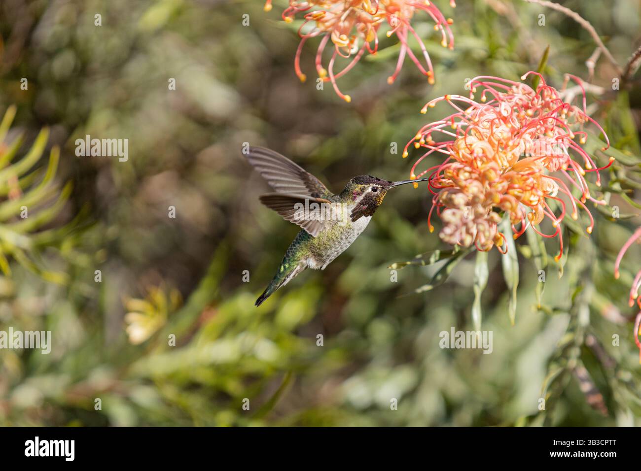 Santa Cruz, United States. 28th Apr, 2025. A hummingbird flying while ...