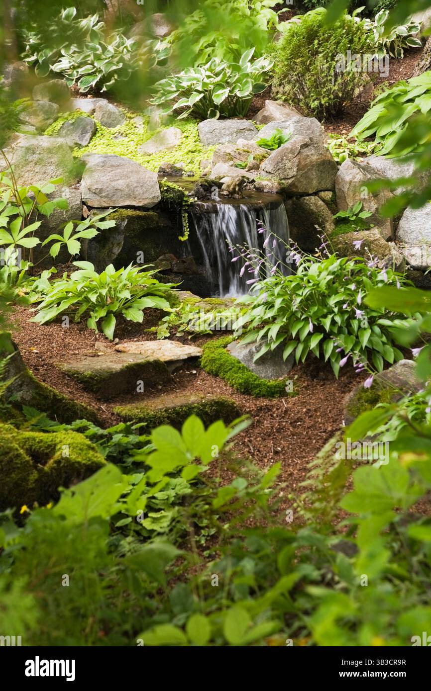 Man made creek and cascading waterfall bordered by Hosta and Lysimachia ...