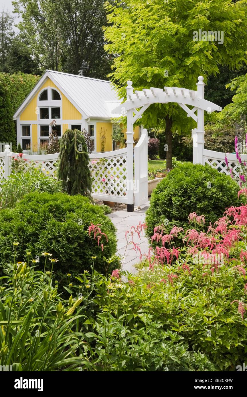 Rose coloured Astilbe ‘Ostrich Plume’ flowers and globe shaped Thuja ...