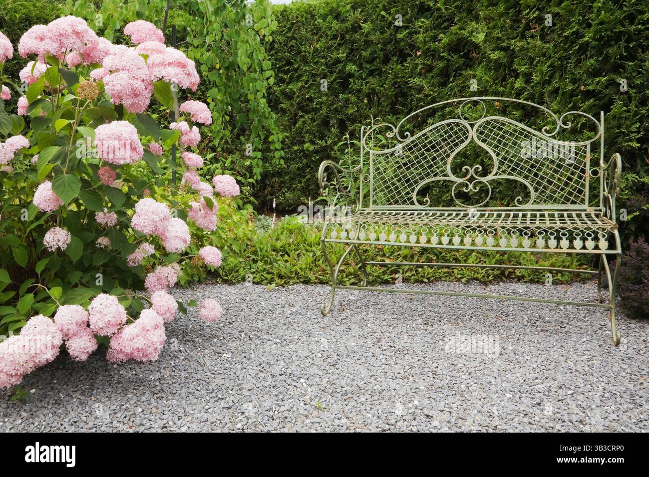 Pink flowering Hydrangea shrub next to green wrought iron metal lattice ...