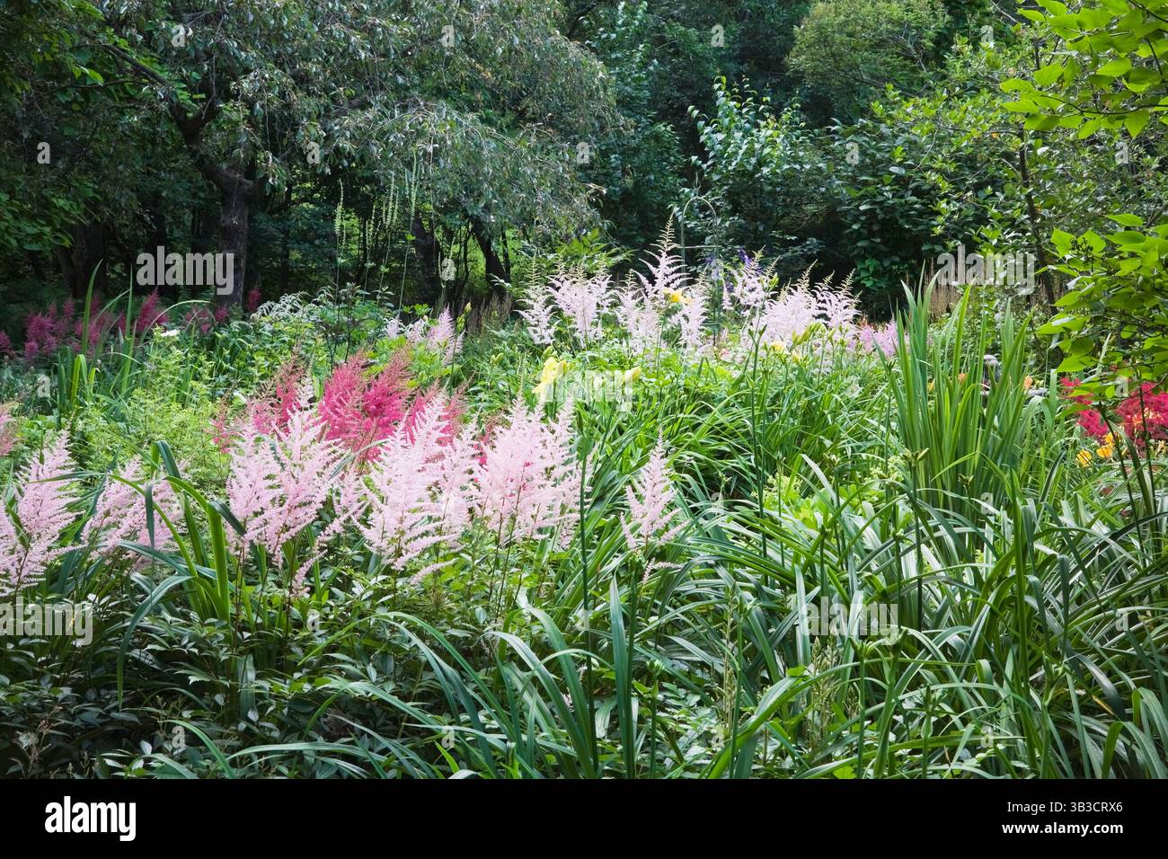 Border with pink and mauve Astilbes, yellow Hemerocallis - Daylily ...