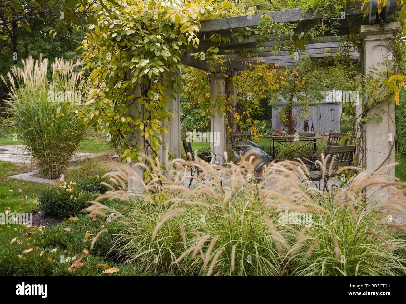 Sky rocket ornamental grass hi-res stock photography and images - Alamy