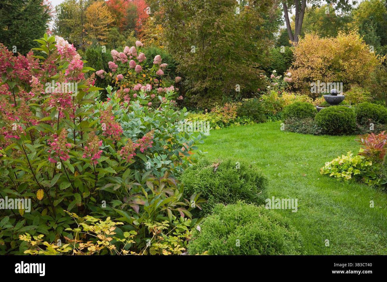 Globe shaped Thuja - Cedar shrubs, pink flowering Hydrangea paniculata ...