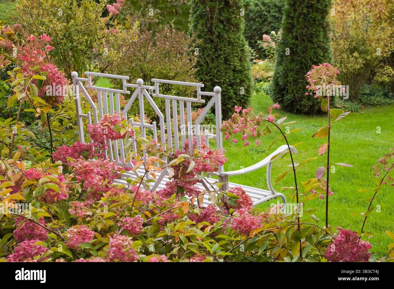 Hydrangea paniculata 'Ruby and Burgundy Lace' shrubs next to white ...